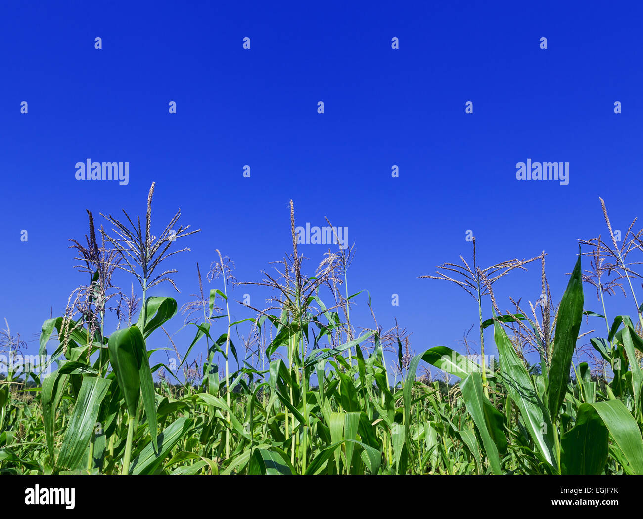 corn field the blue sky background Stock Photo - Alamy