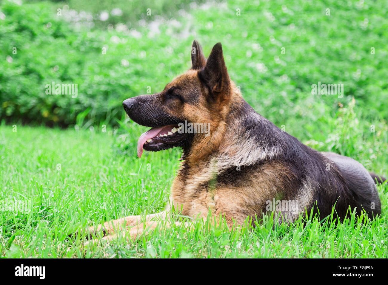 German Shepherd Dog on the green grass Stock Photo - Alamy