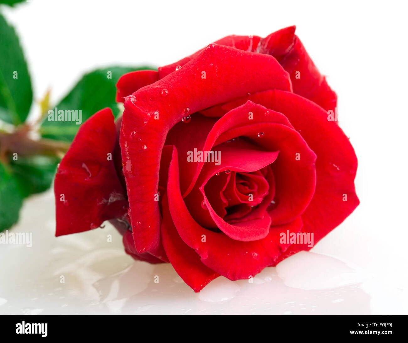 Rose Backgrounds To Celebrate Sunset Celebration Rose | From the ...