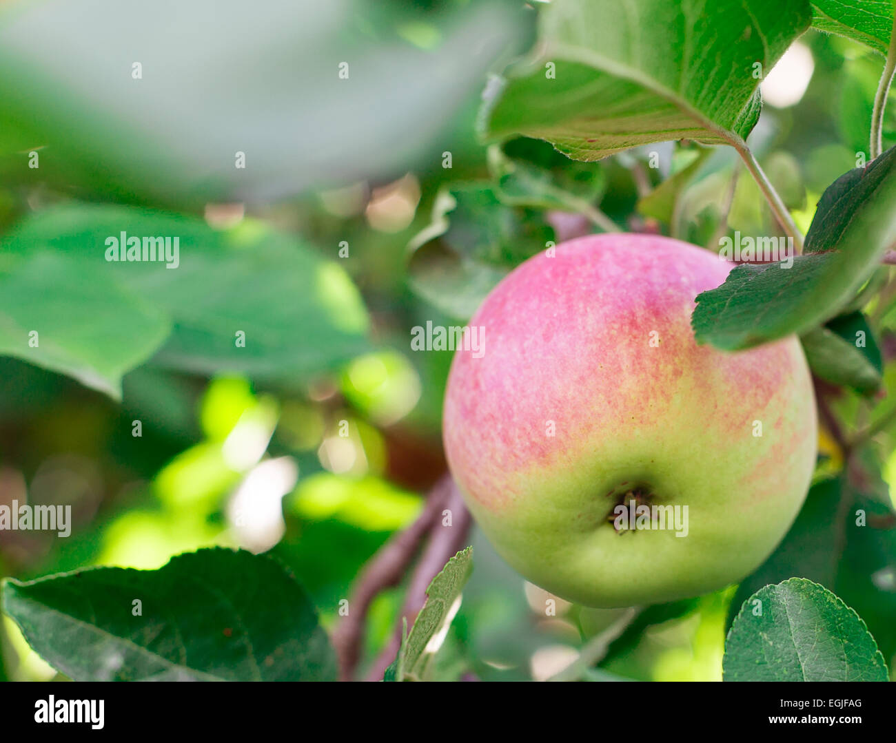 apple tree ripe among green leaves Stock Photo - Alamy