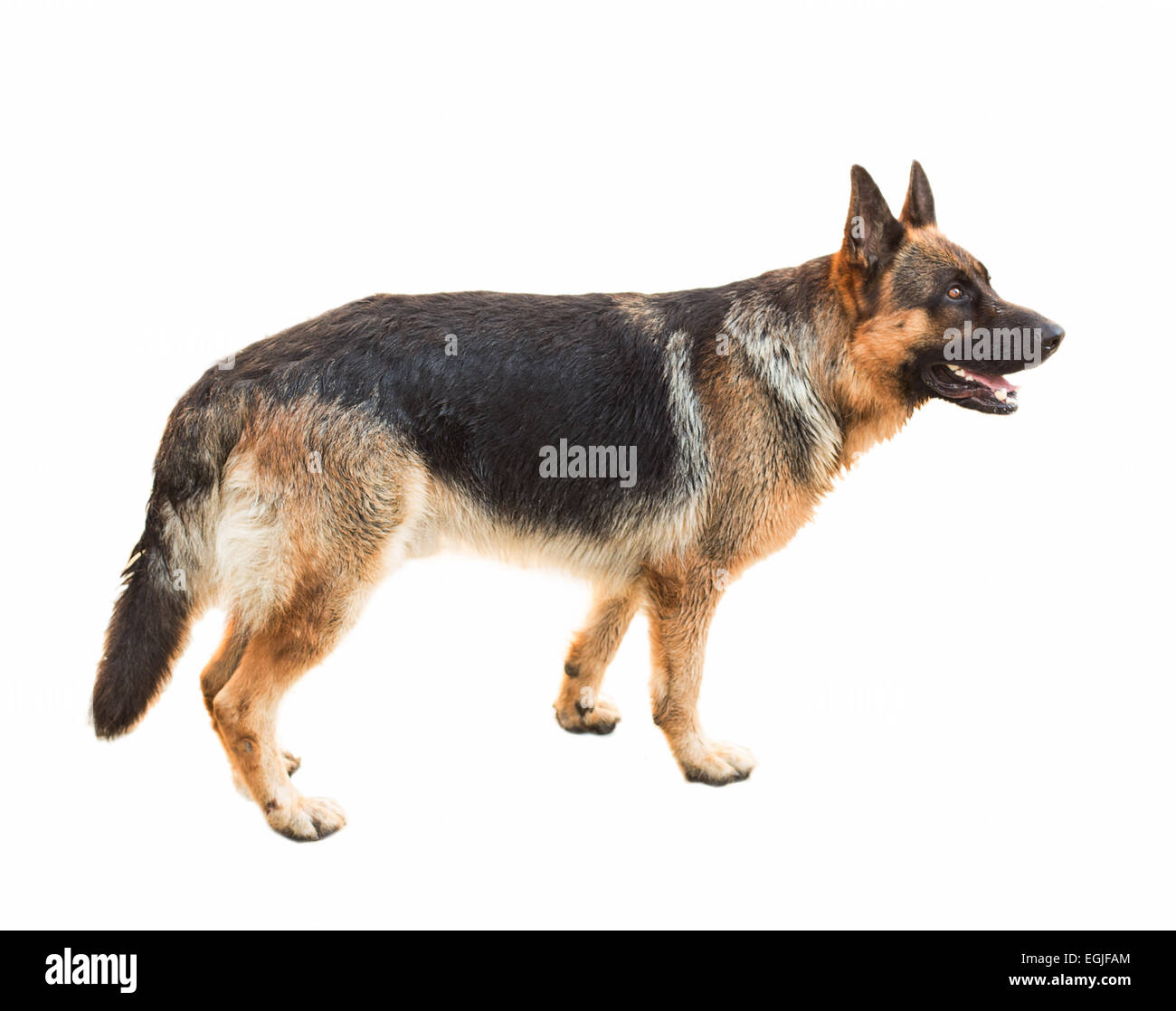 German Shepherd Dog isolated on white background Stock Photo - Alamy