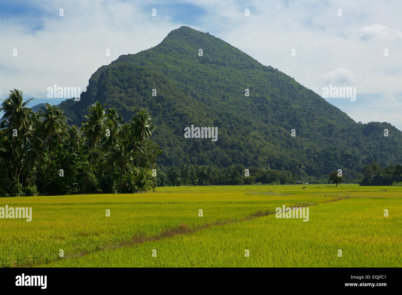 Paddy Field and mountain in Malaysia. Jungle covered mountain behind a ...