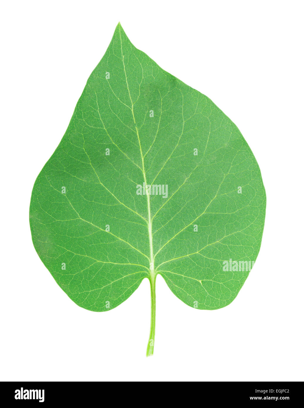 lilac leaf isolated on white background Stock Photo - Alamy