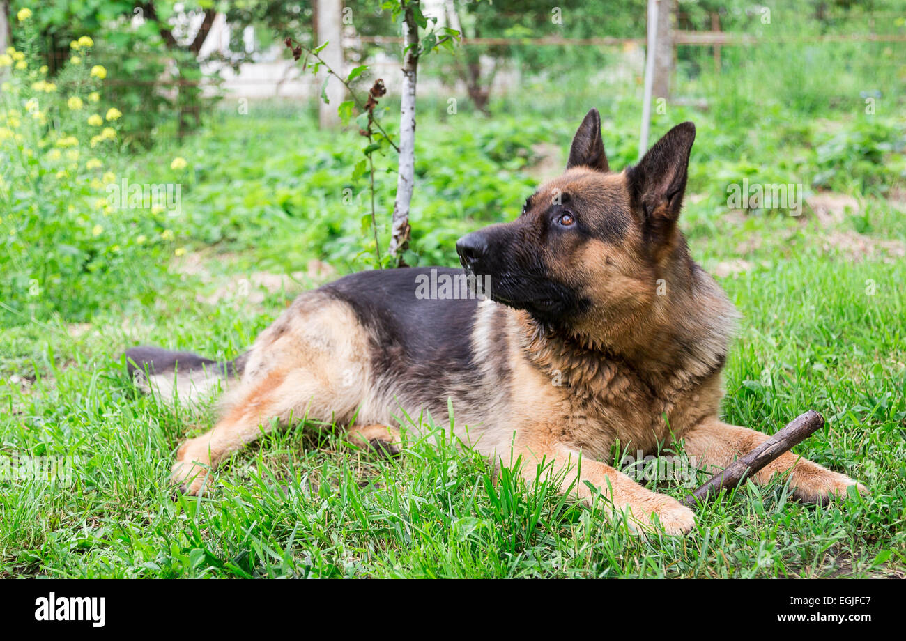 German Shepherd Dog on the green grass Stock Photo - Alamy