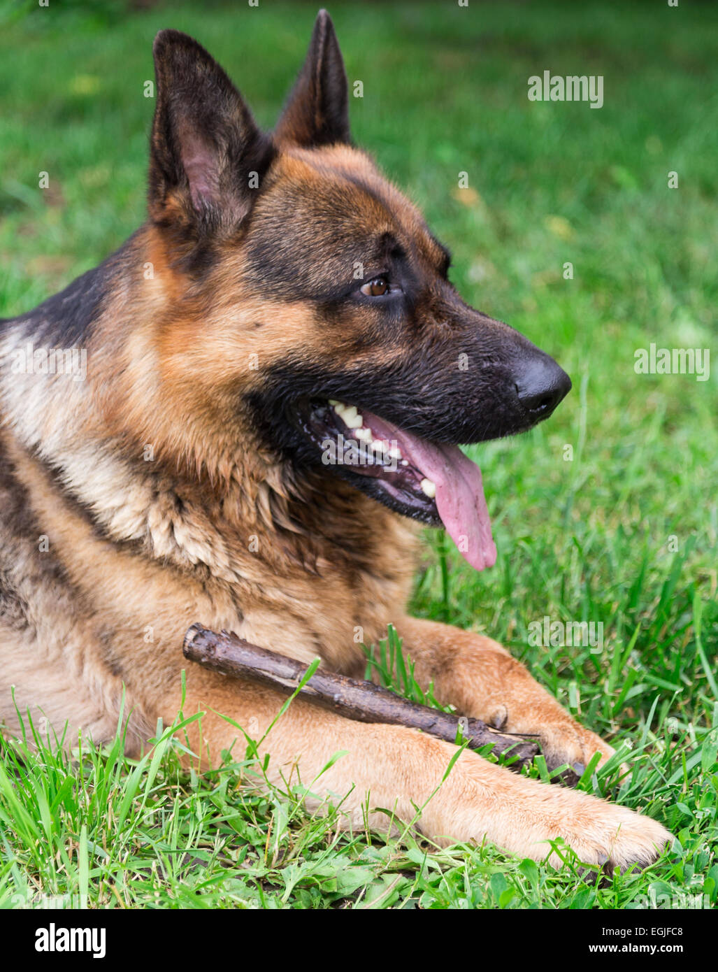 German Shepherd Dog on the green grass Stock Photo - Alamy