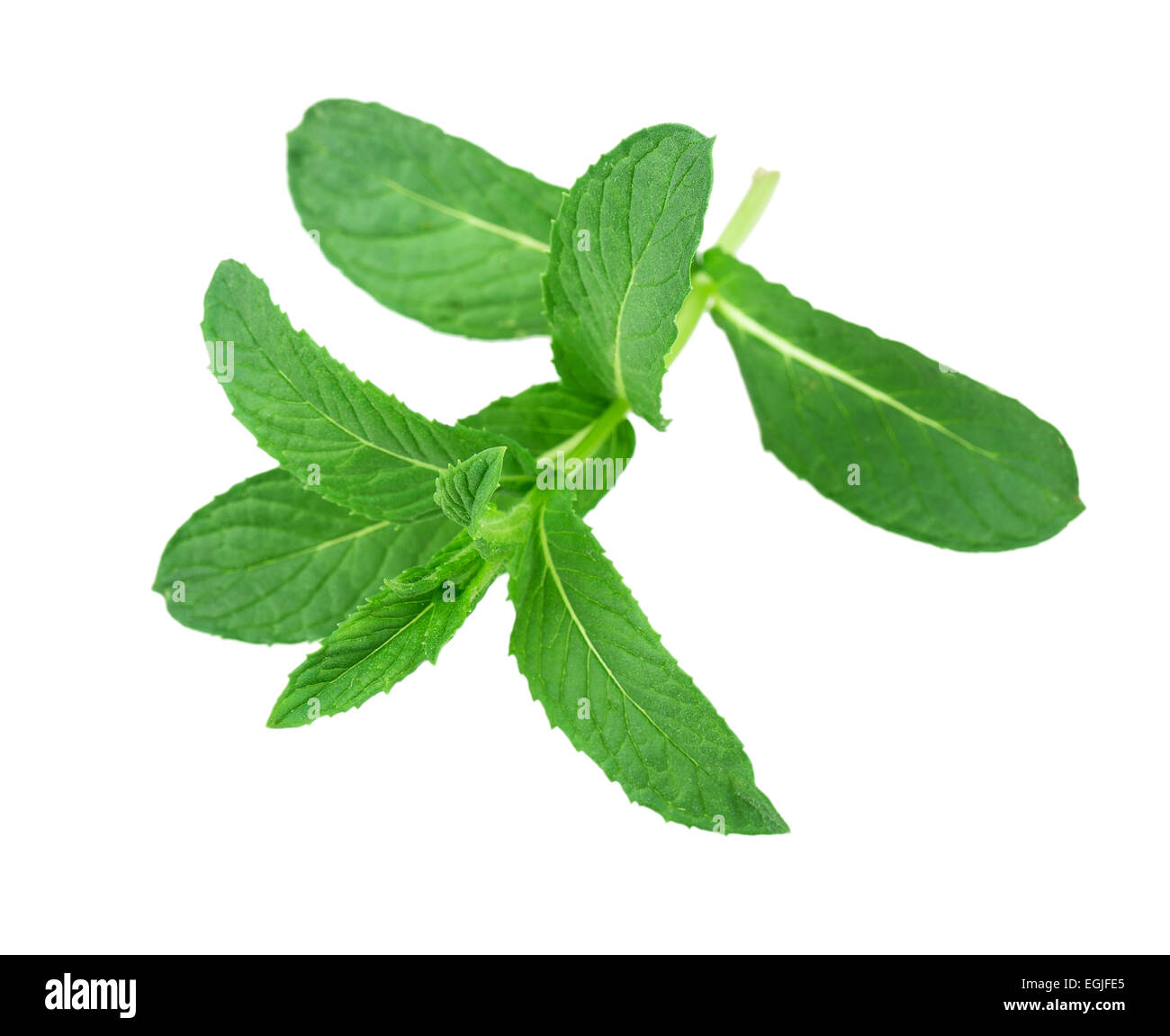 lemon balm, mint isolated on white background Stock Photo - Alamy