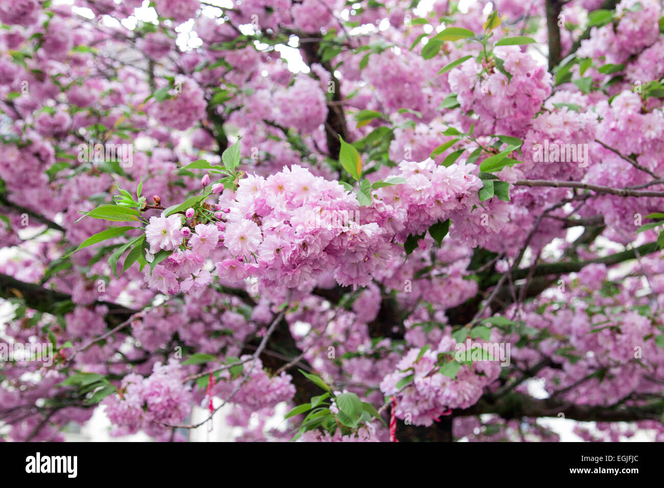Beautiful pink sakura flowers close hi-res stock photography and images ...
