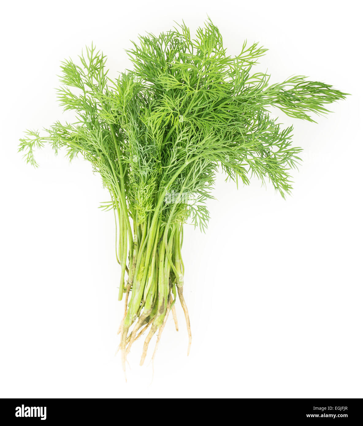 fresh dill on white background Stock Photo - Alamy