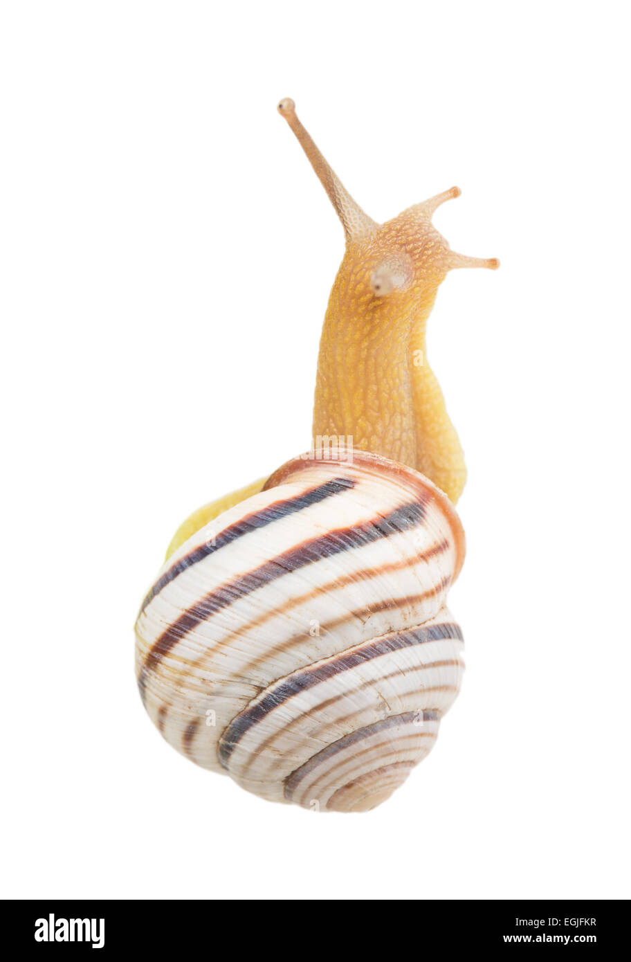Striped snail on a green spine on white background Stock Photo - Alamy