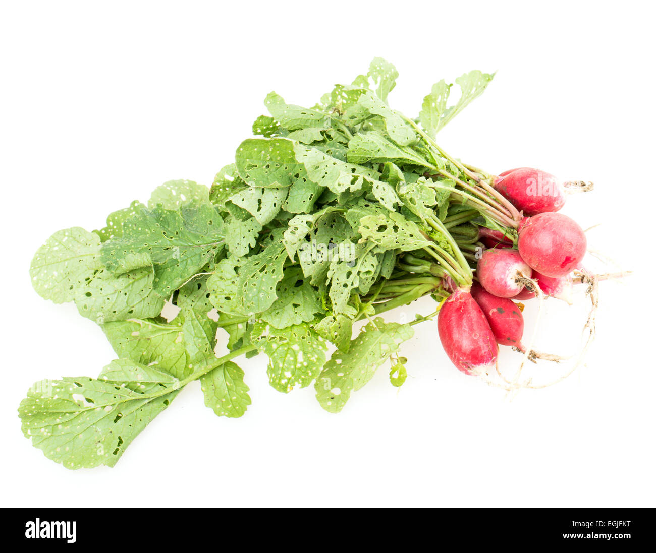 bunch of ripe red radish with green leaves Stock Photo - Alamy