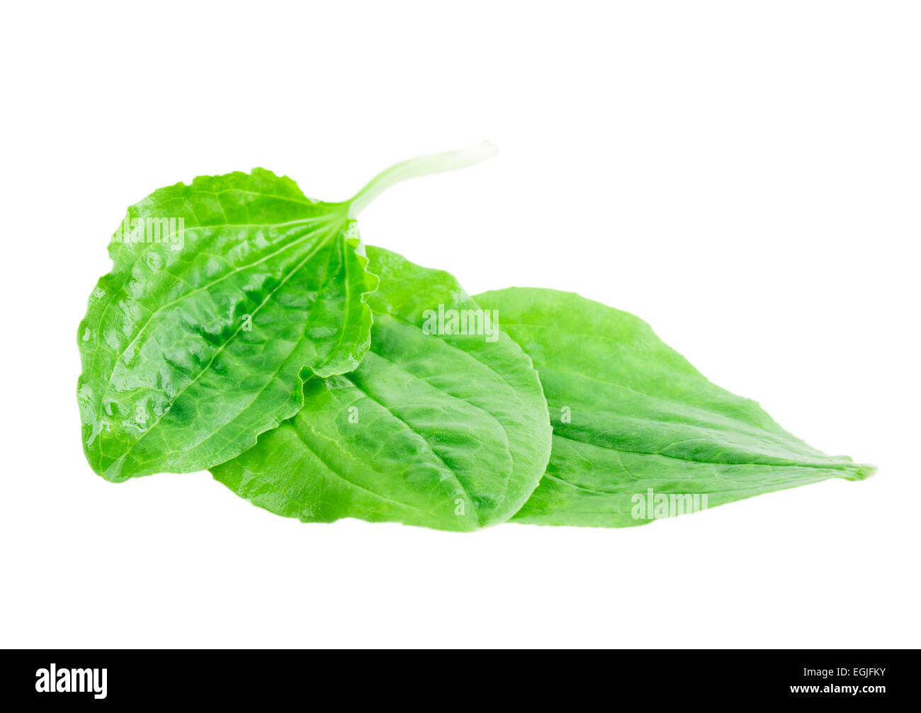 plantain isolated on white background Stock Photo - Alamy