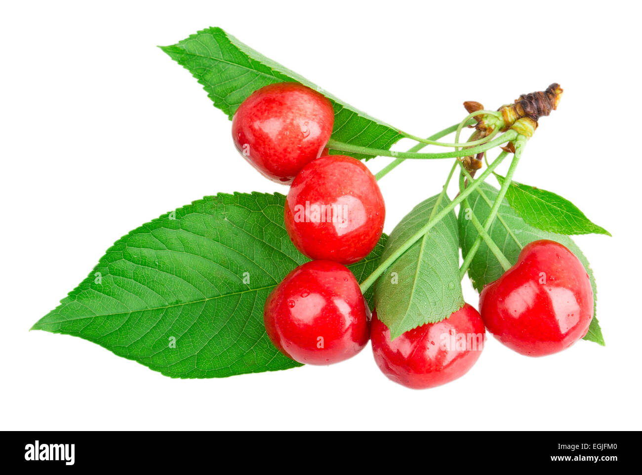 cherry isolated on white background Stock Photo - Alamy