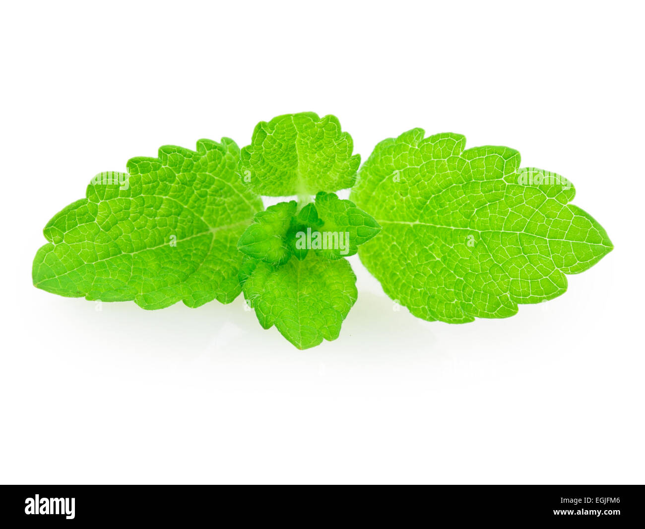 mint, lemon balm isolated on white background Stock Photo - Alamy