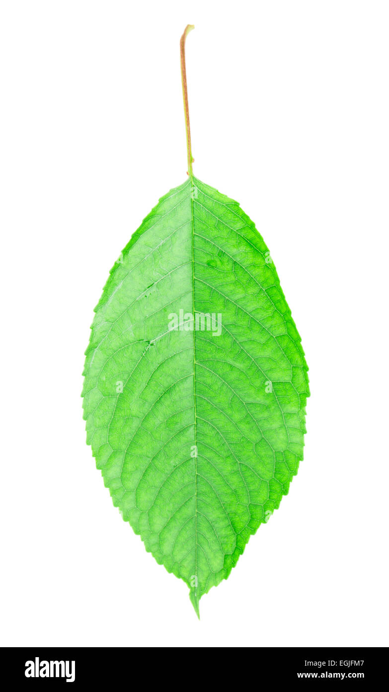 Green cherry tree leaf Cut Out Stock Images & Pictures - Alamy