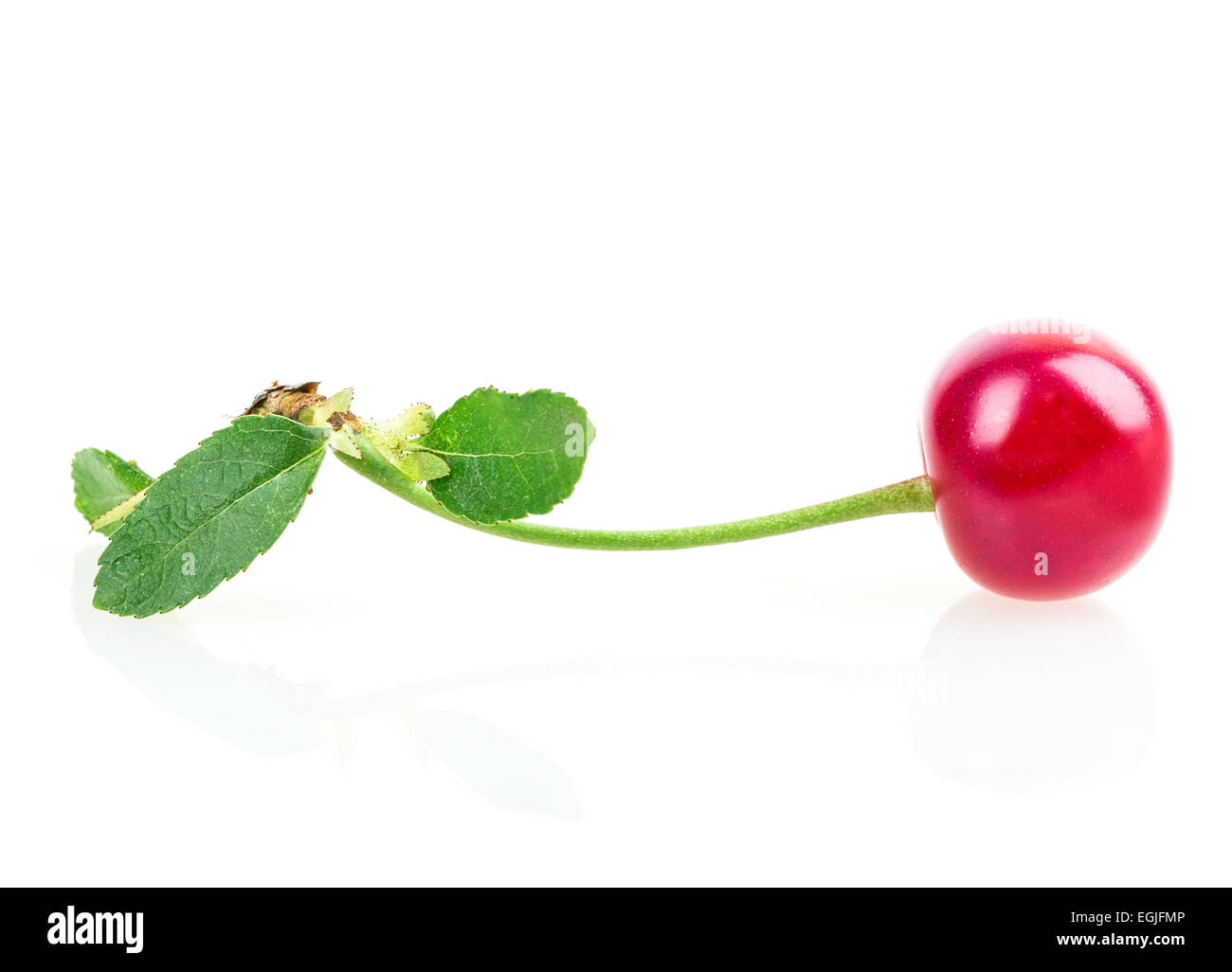 cherry isolated on white background Stock Photo - Alamy