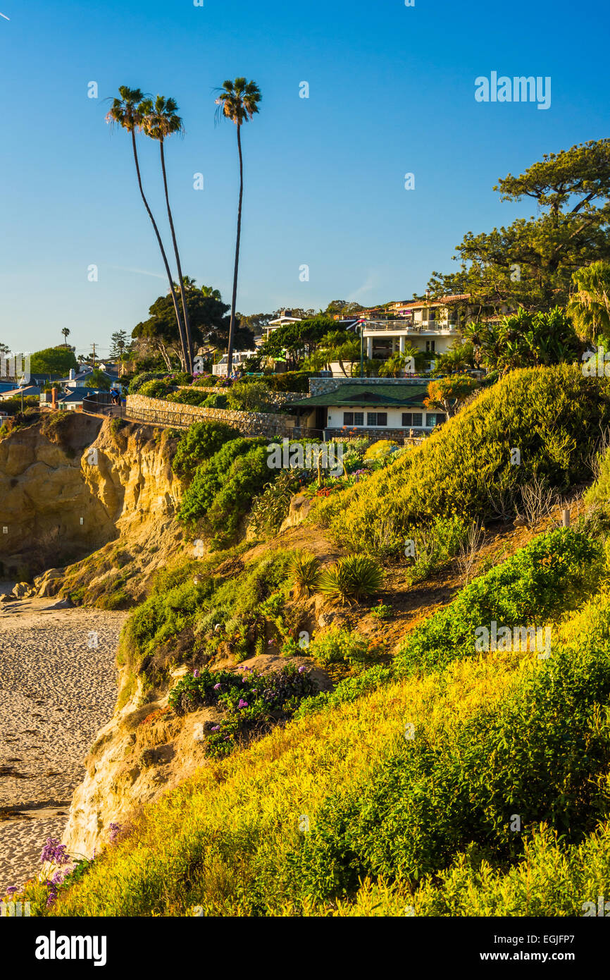 View of palm trees on a cliff at Heisler Park, in Laguna Beach ...