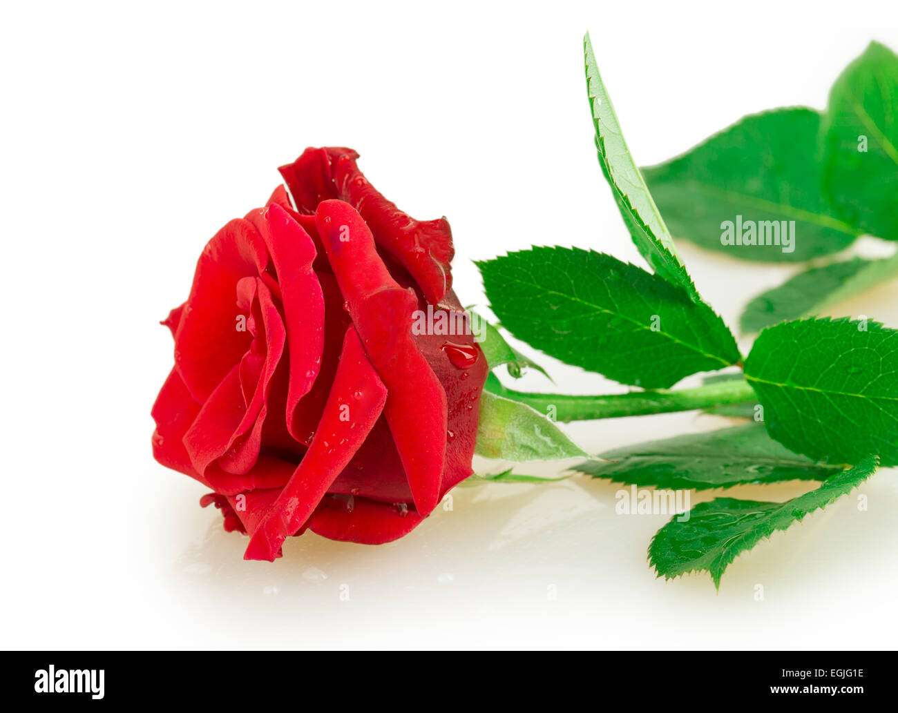 rose isolated on white background Stock Photo - Alamy