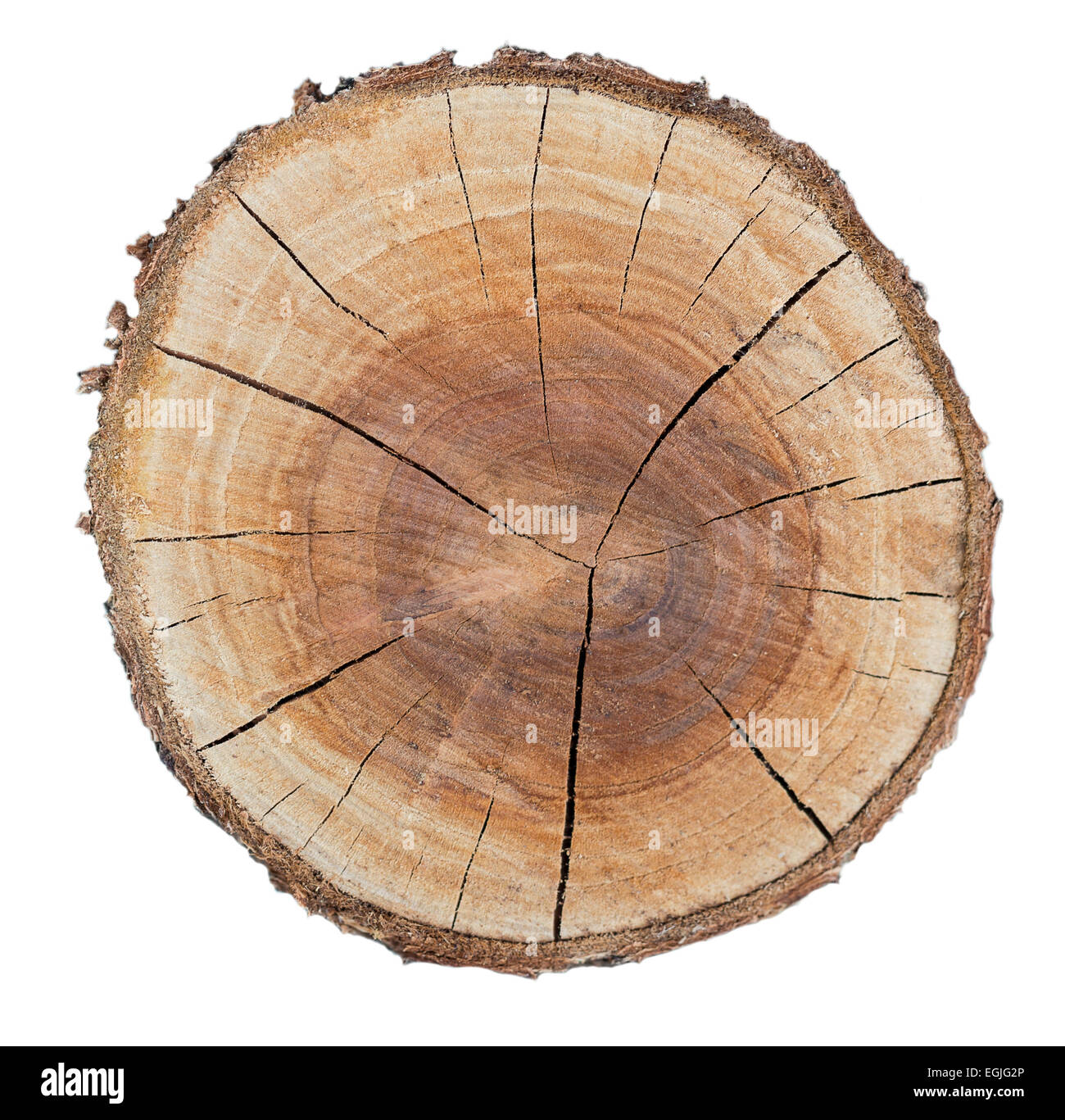 wood texture ring isolated on white background Stock Photo - Alamy