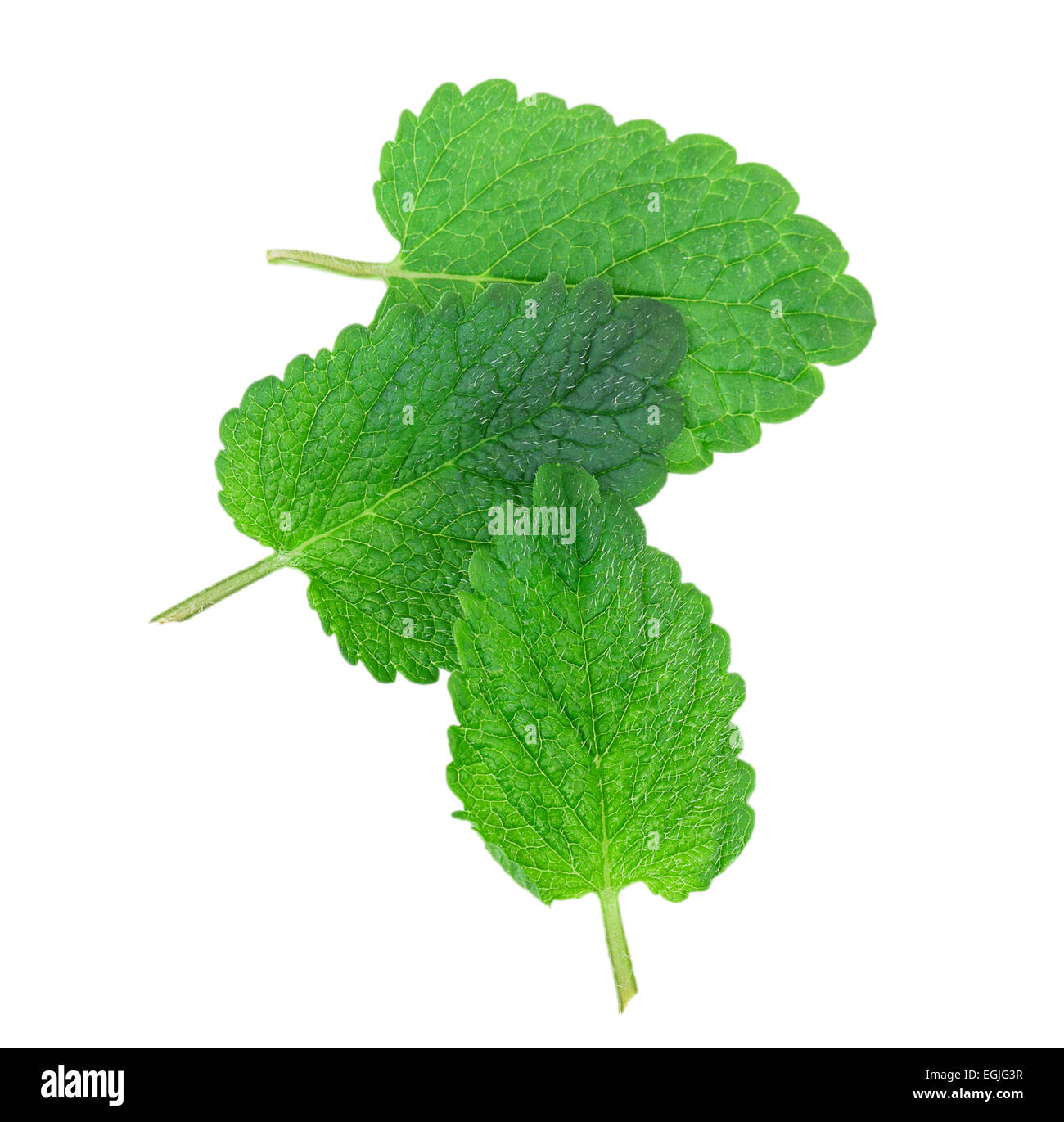 lemon balm, mint isolated on white background Stock Photo - Alamy