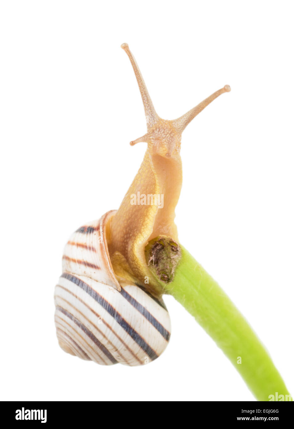 Striped snail on a green spine on white background Stock Photo - Alamy
