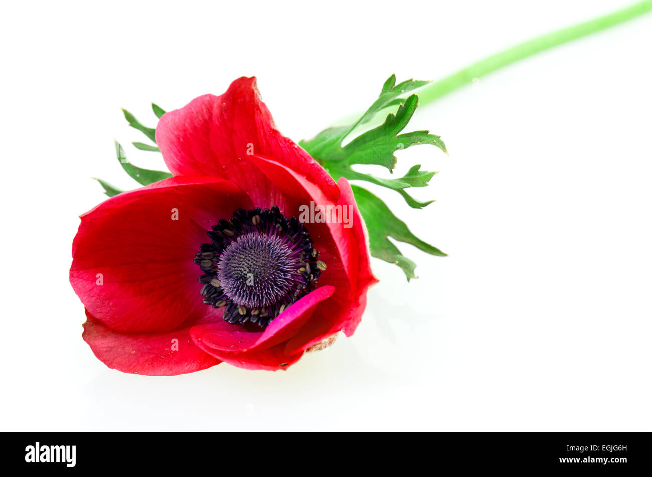 red poppy with leaf on a white background Stock Photo - Alamy
