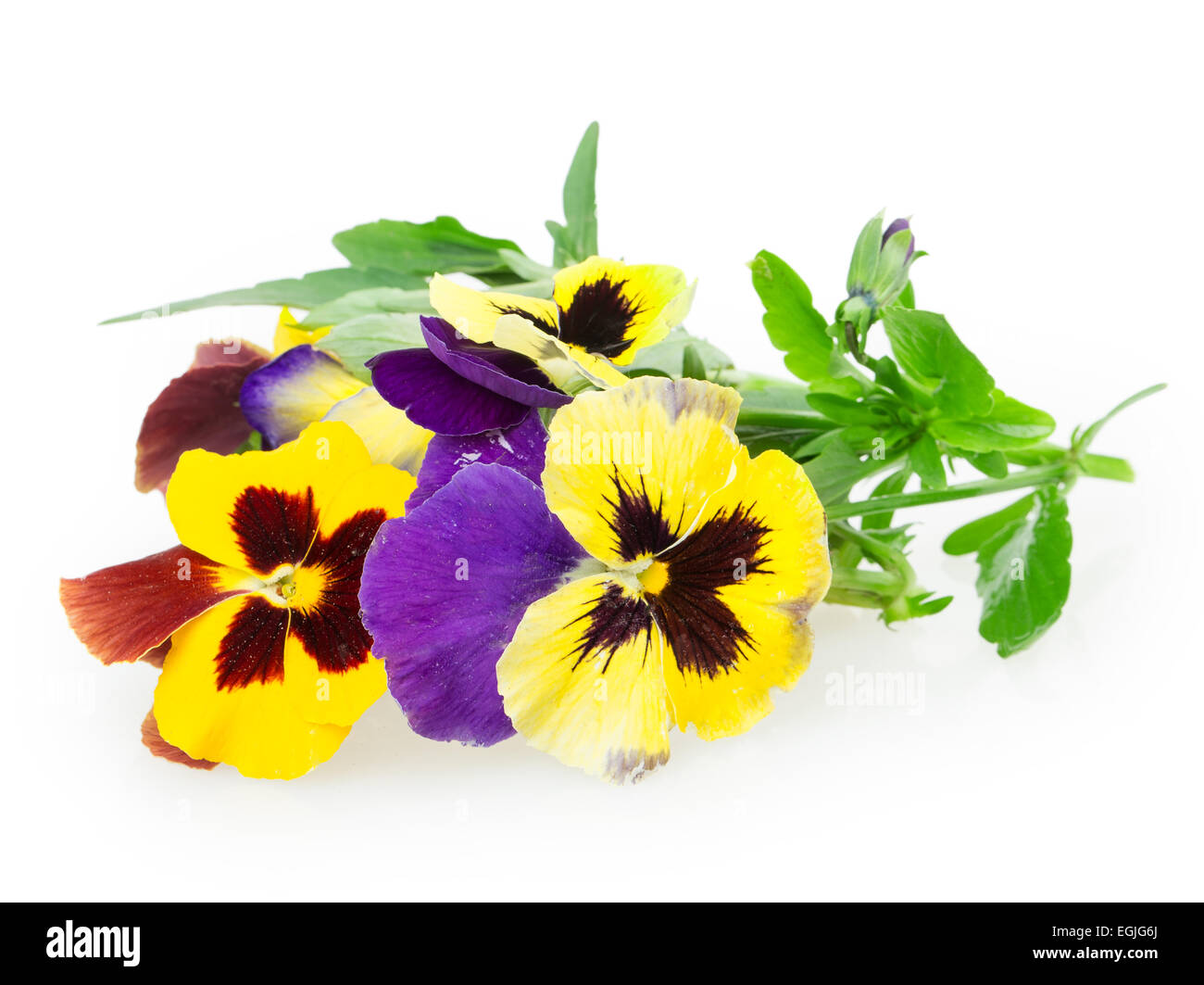 Tri colored flowers hi-res stock photography and images - Alamy