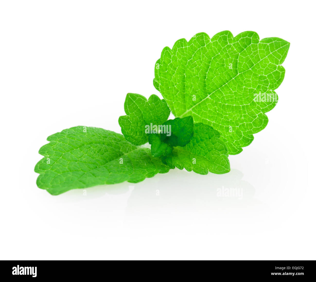 mint, lemon balm isolated on white background Stock Photo - Alamy