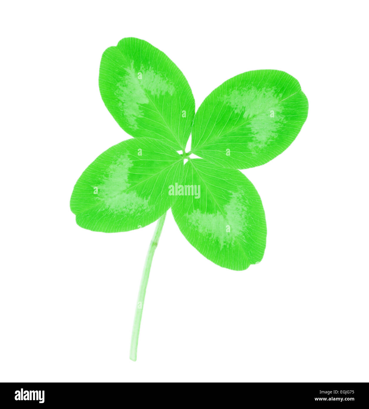 clover isolated on white background Stock Photo - Alamy