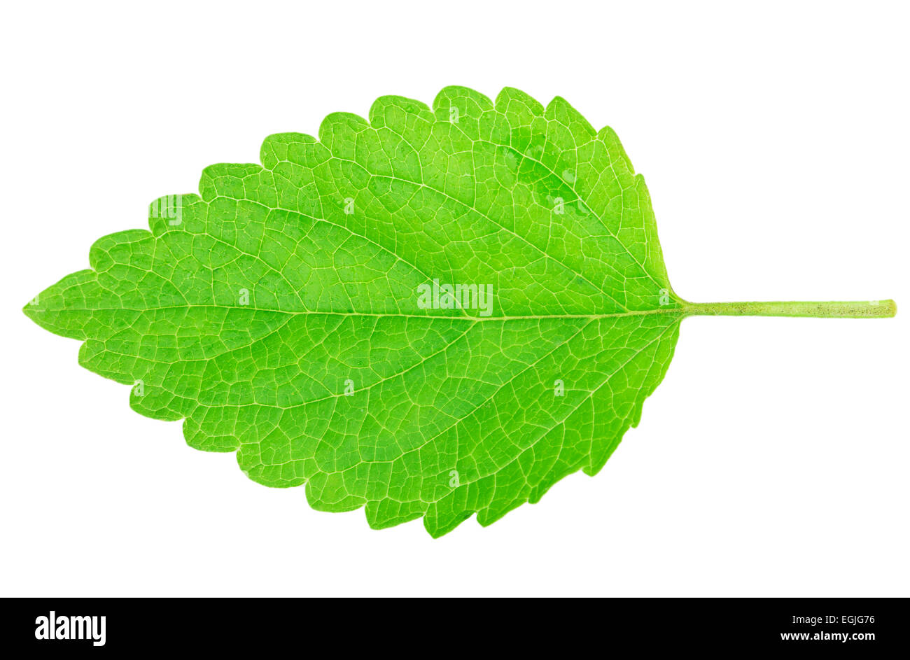 mint, lemon balm isolated on white background Stock Photo - Alamy
