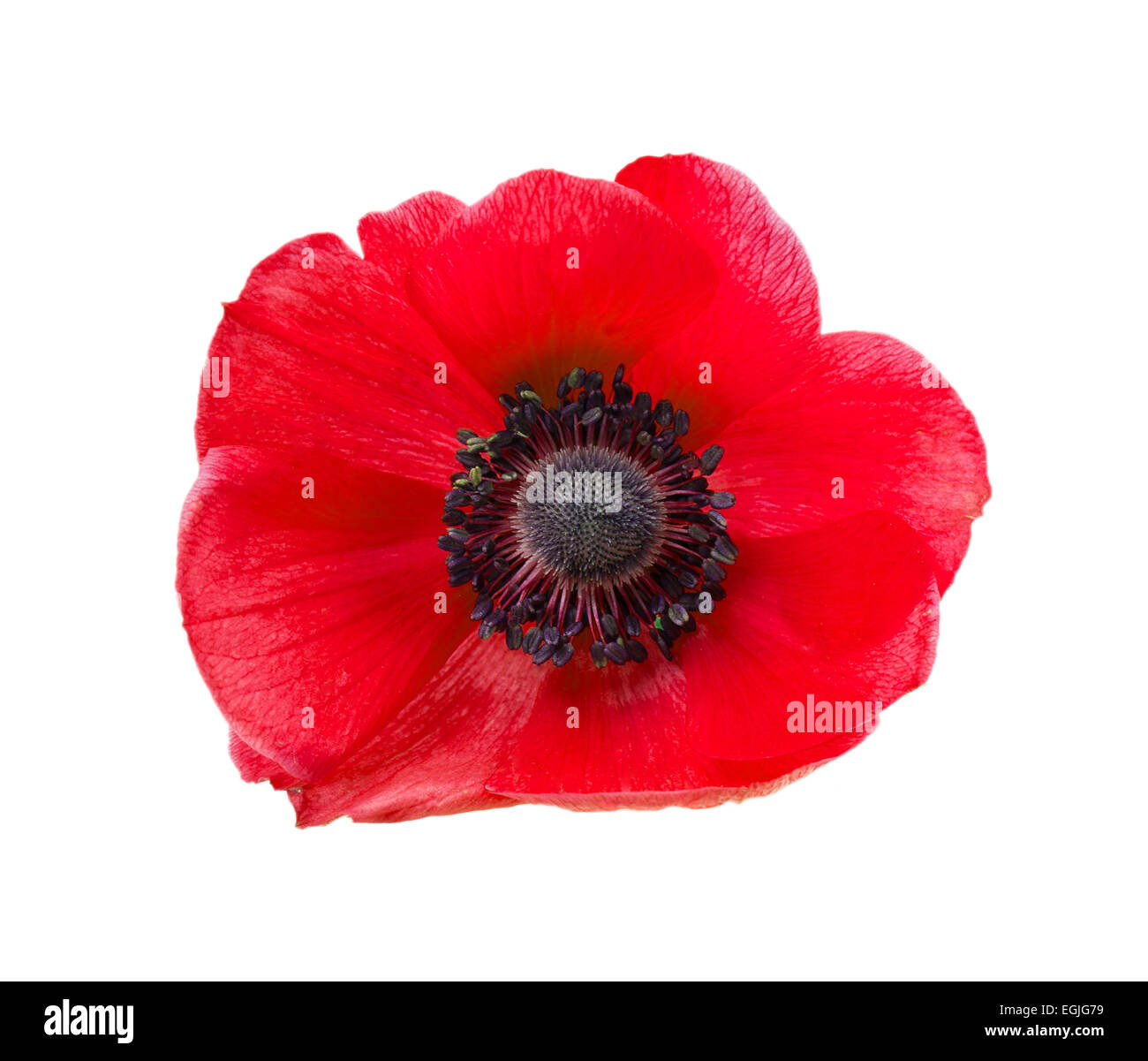 poppy red isolated on white background Stock Photo - Alamy