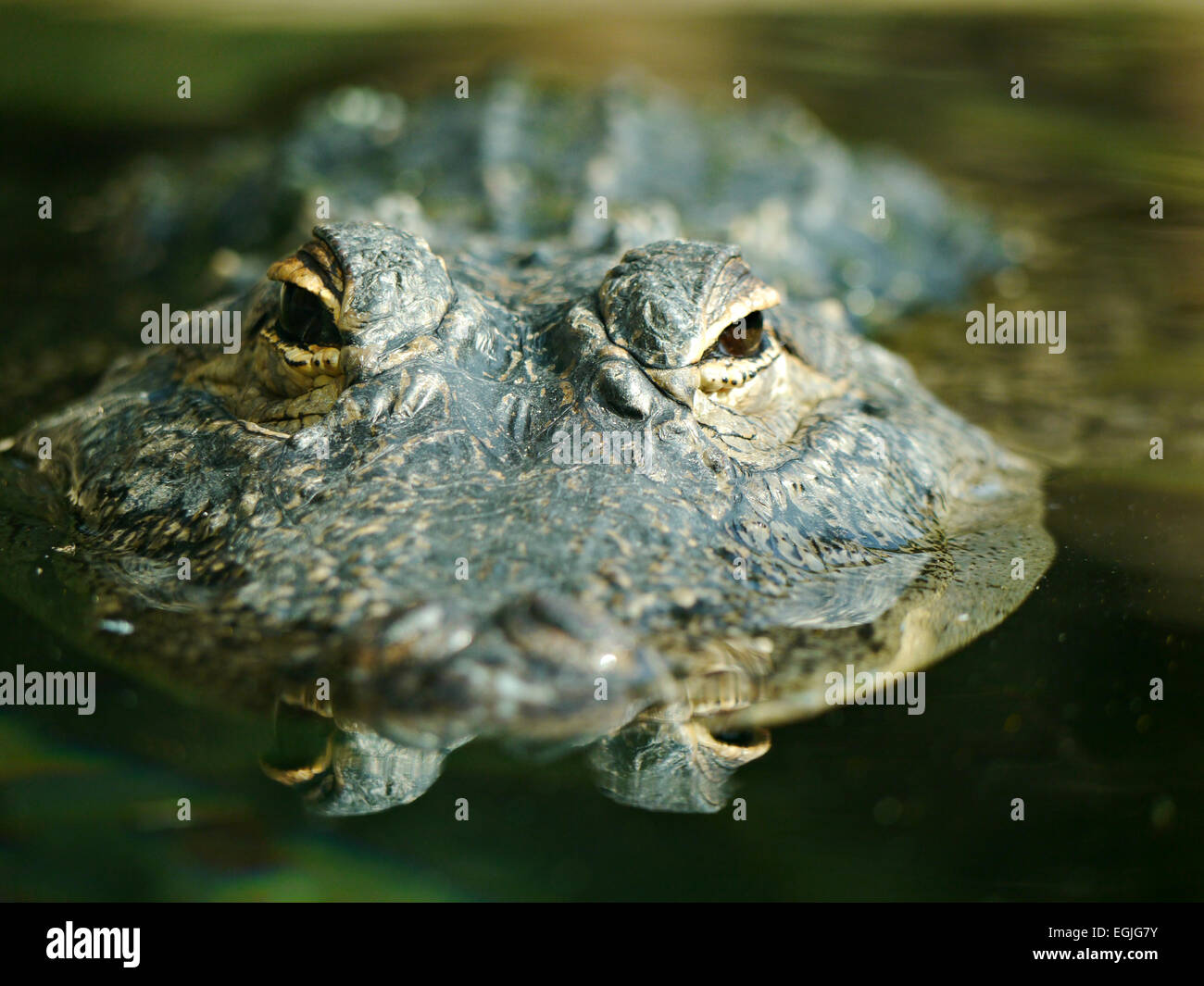 A American alligator is partly submerged in the water Stock Photo - Alamy