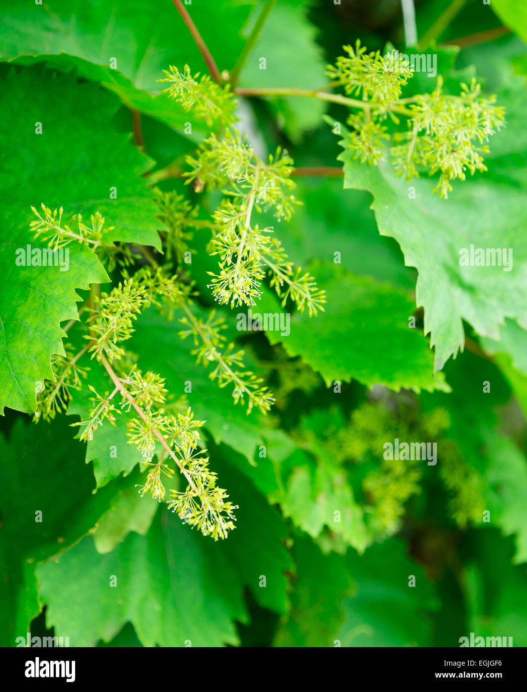 green grape leaves garden plant Stock Photo - Alamy