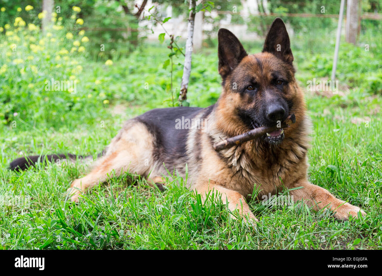 German Shepherd Dog on the green grass Stock Photo - Alamy