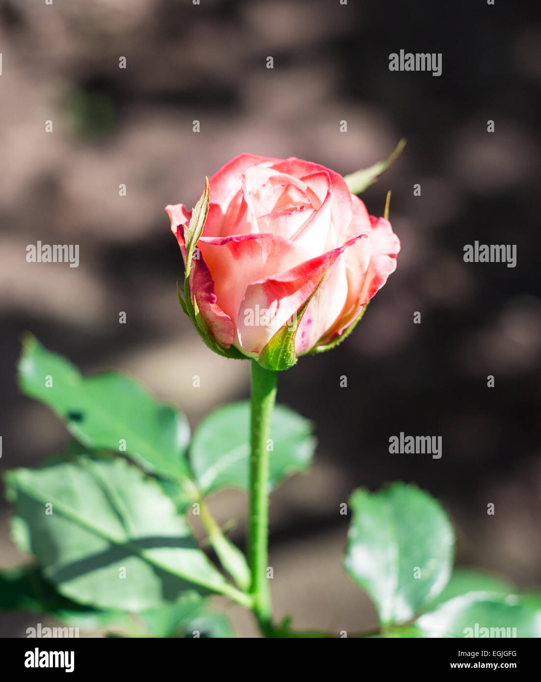 rosebud isolated on white background Stock Photo - Alamy
