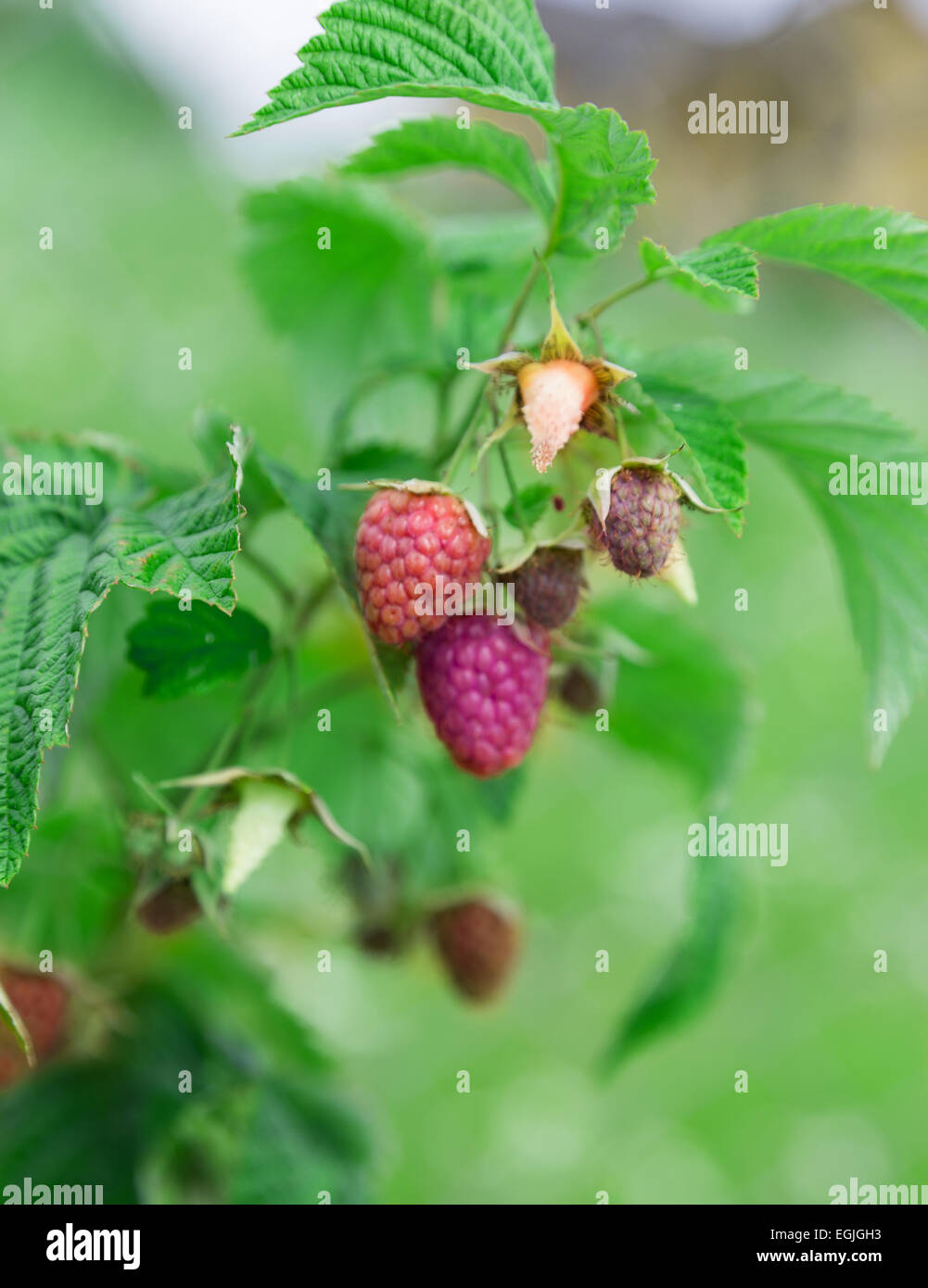 green raspberry bush with red ripe berries Stock Photo - Alamy