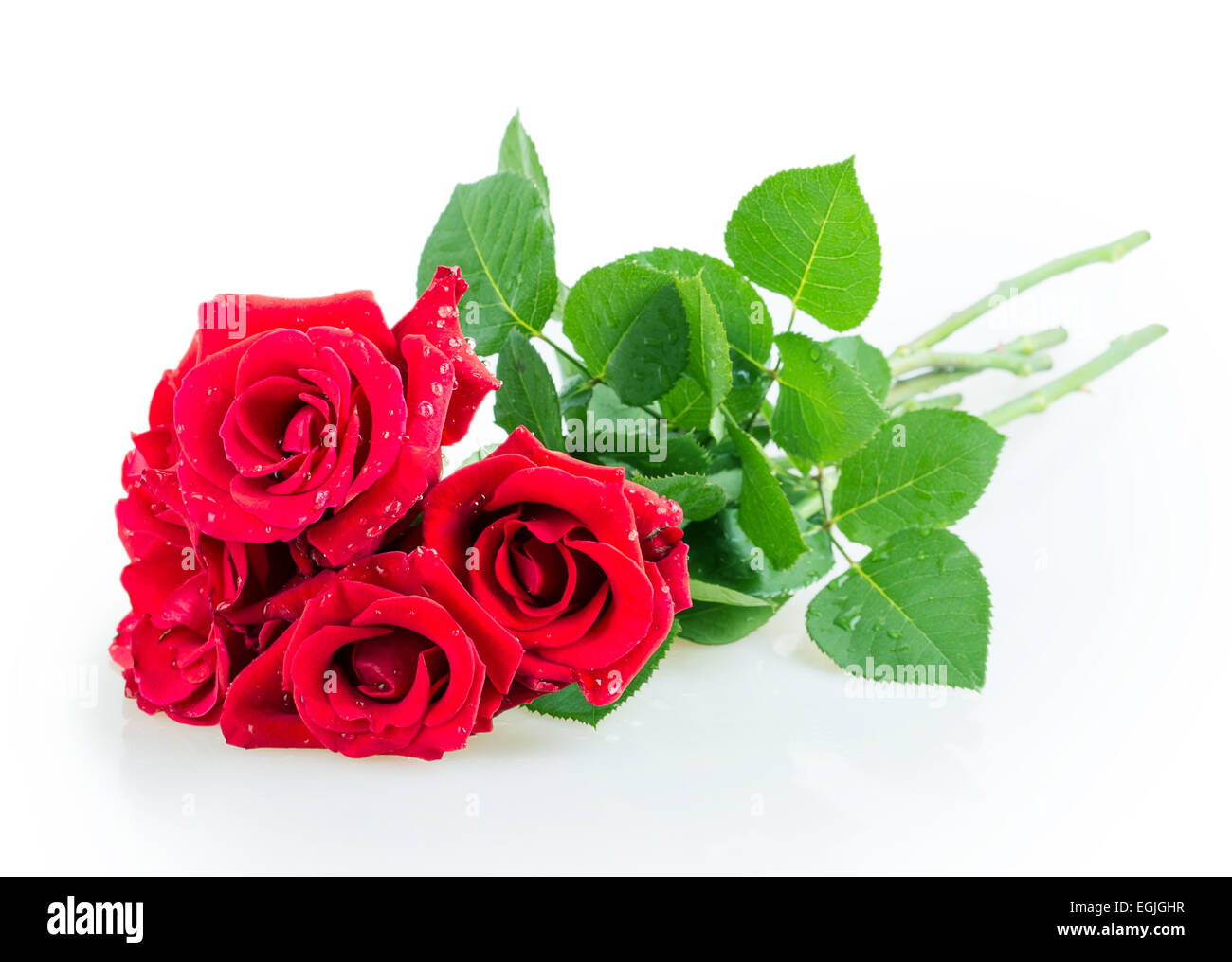 rose isolated on white background Stock Photo - Alamy