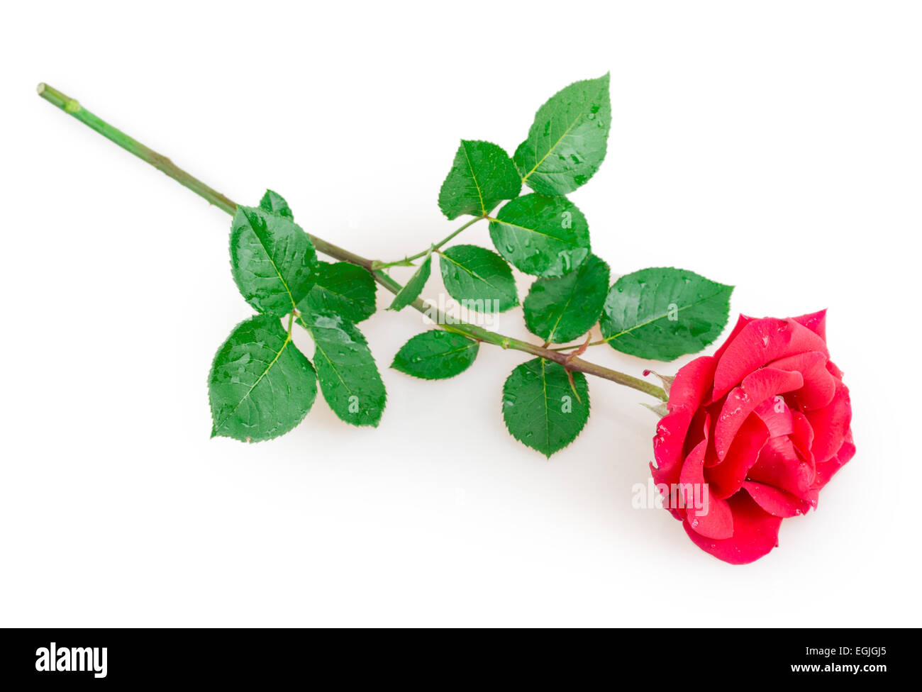rose isolated on white background Stock Photo - Alamy