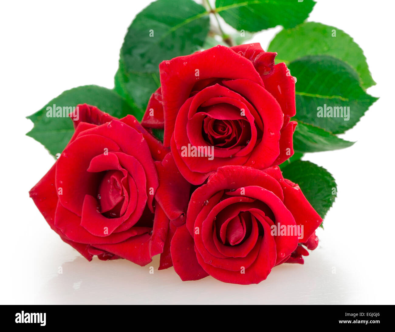 rose isolated on white background Stock Photo - Alamy