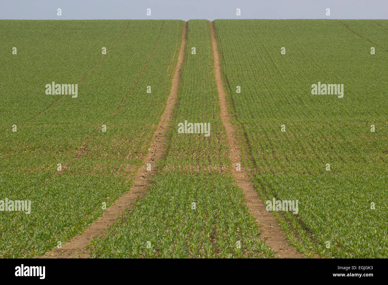 Tractor tracks in a Cambridgeshire field Stock Photo - Alamy