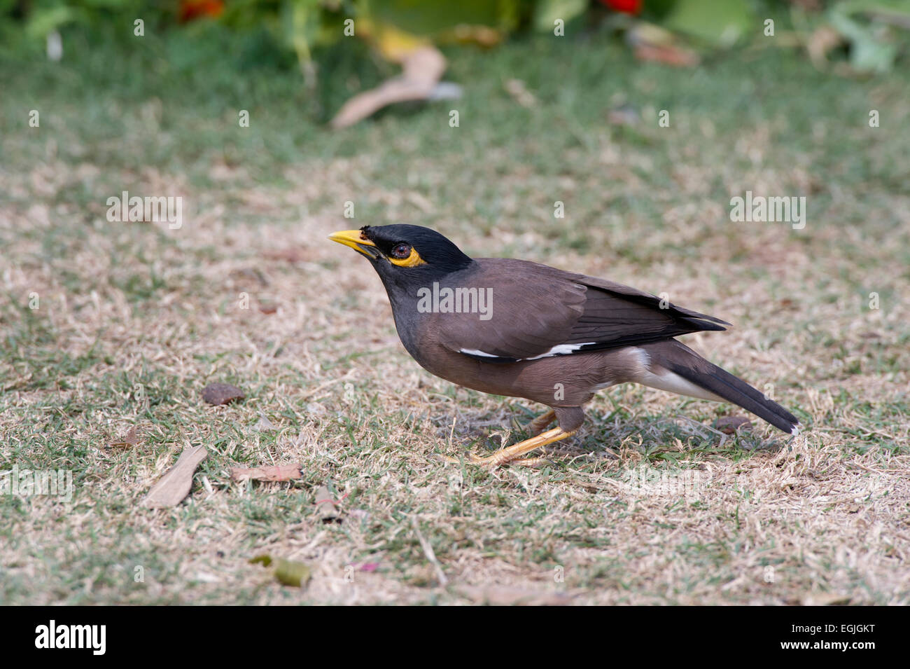 Lodi gardens bird hi-res stock photography and images - Alamy