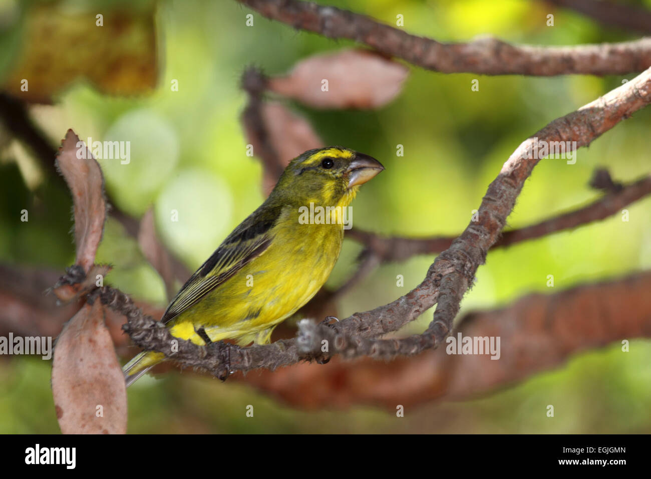 Brimstone Canary High Resolution Stock Photography and Images - Alamy