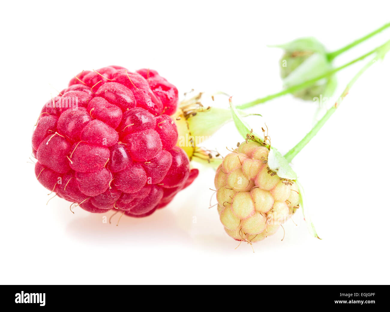 raspberries isolated on white background Stock Photo - Alamy