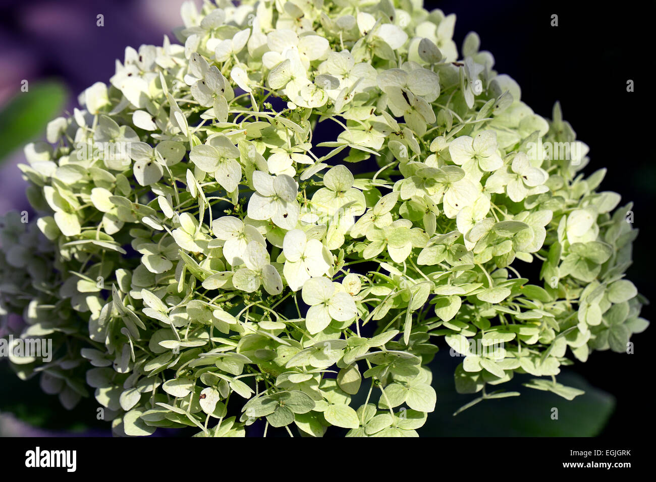hydrangea isolated on white background Stock Photo - Alamy