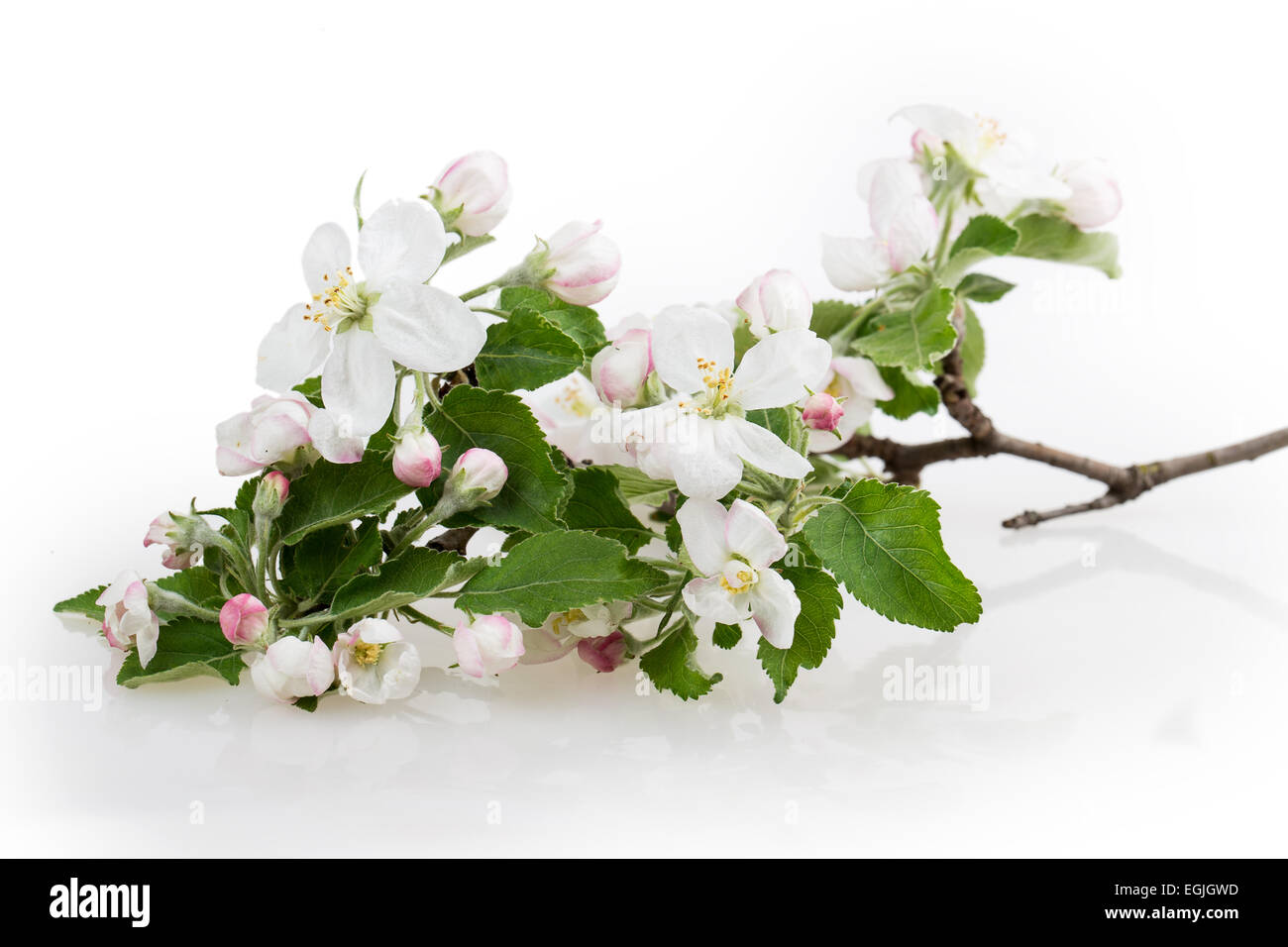 flower apple tree isolated on white background Stock Photo - Alamy