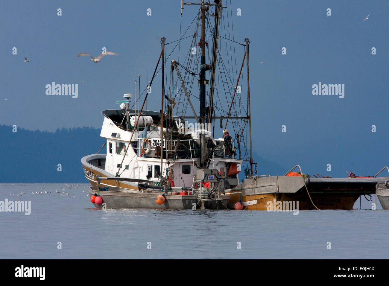 Fishing boat fishing for pacific herring in Strait of Georgia (Salish ...