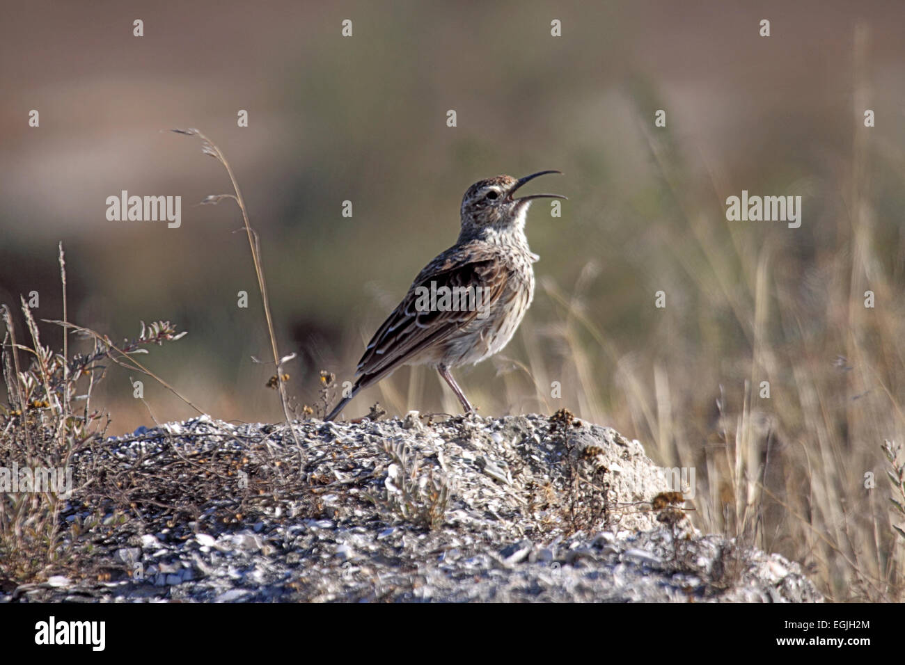 Cape long billed lark hi-res stock photography and images - Alamy