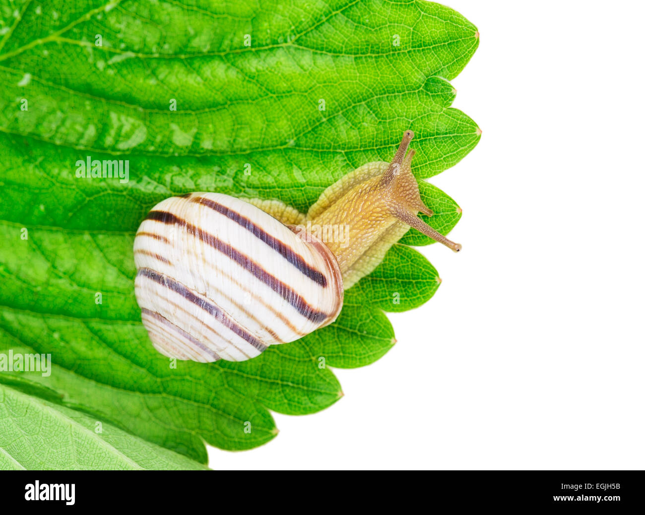 Strawberry Snail Stock Photos & Strawberry Snail Stock Images - Alamy