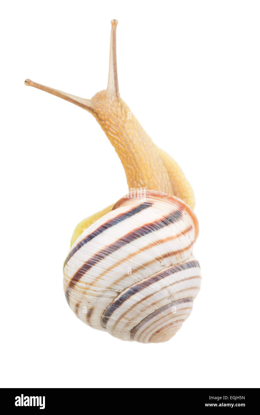 Striped snail on a green spine on white background Stock Photo - Alamy
