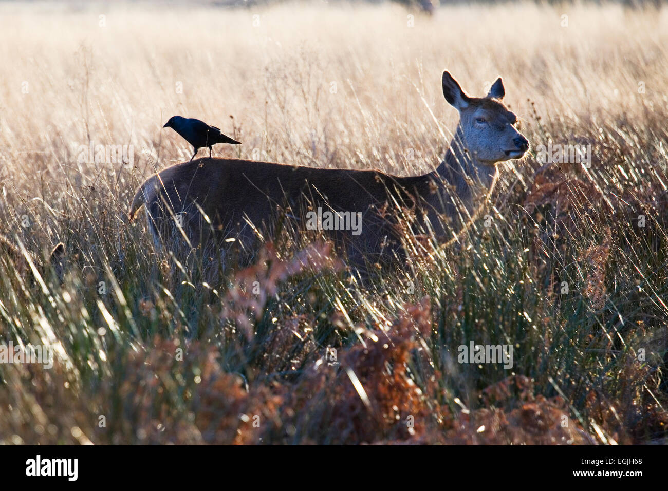 Deer with bird on his back Stock Photo - Alamy