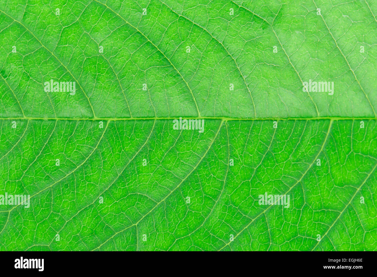 Green leaf close-up background texture Stock Photo - Alamy